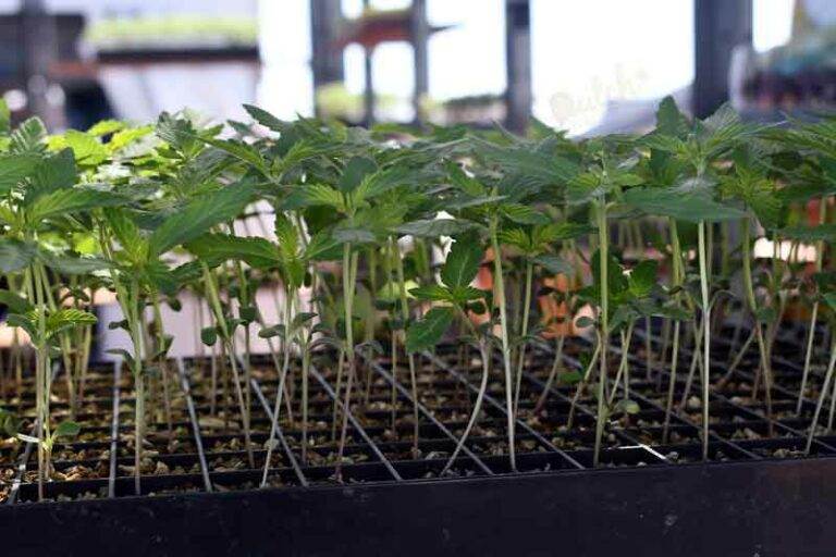 Cloning Cannabis: An Easy Guide to Clone Plants - DSS