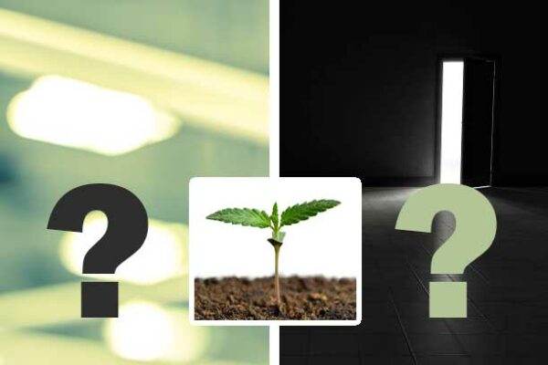 Germination Guide: How to Germinate Marijuana Seeds - DSS