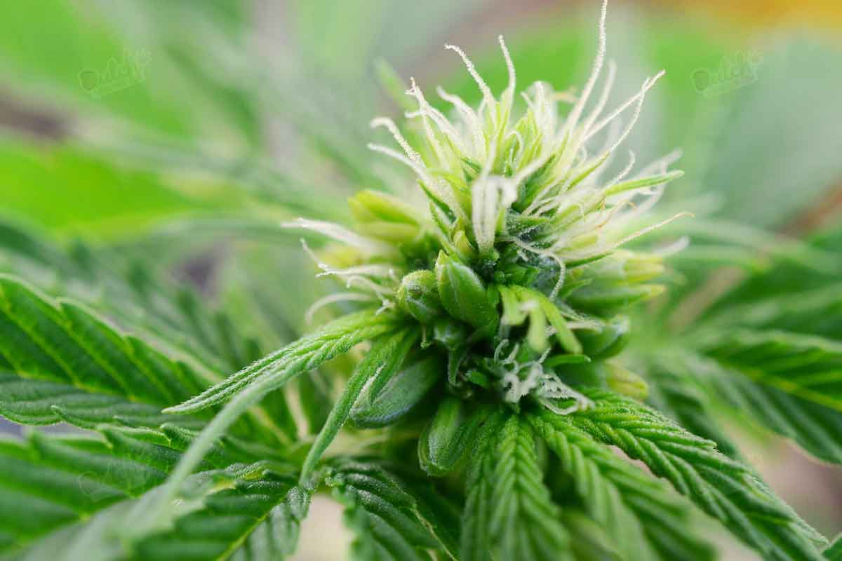 Feminized vs Regular Seeds: Making the Right Choice - DSS
