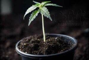 2 Week Old Seedling: Healthy Cannabis Growth Tips - DSS
