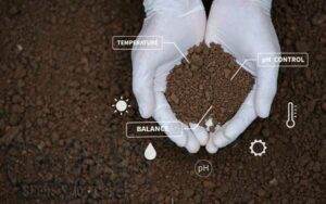 The Fox Farm Feeding Schedule for Autoflowers - DSS