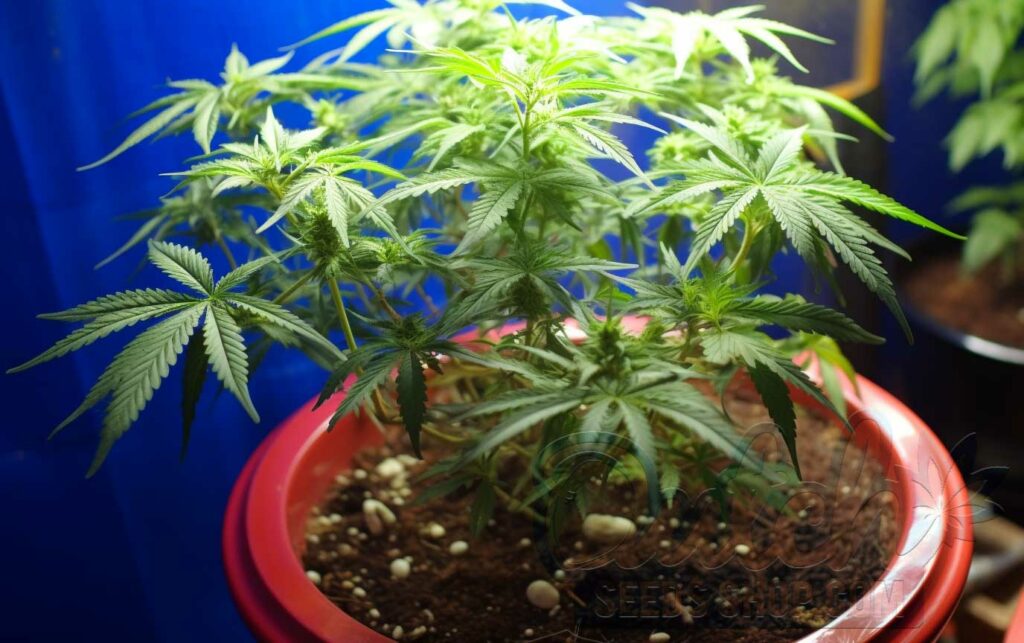 Guide to Growing Godfather OG Strain Like a Pro - DSS