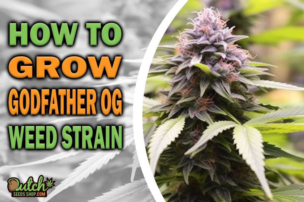 Guide to Growing Godfather OG Strain Like a Pro - DSS