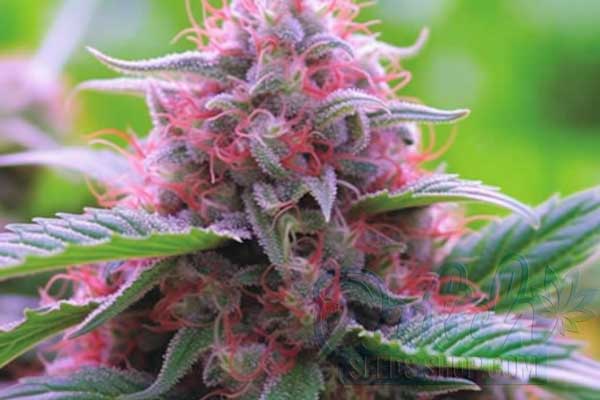 Panama Red Marijuana Strain Information and Review - DSS
