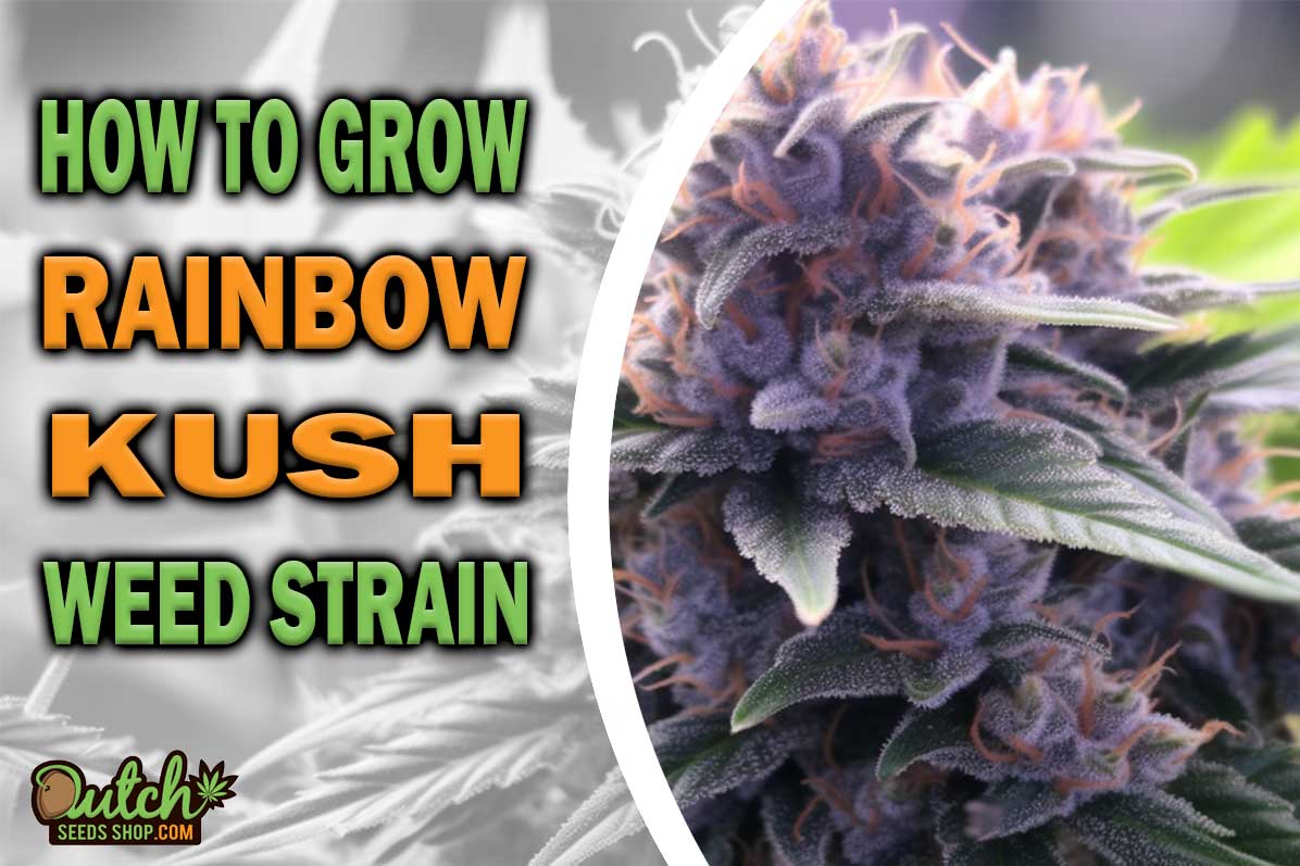 How to Grow Rainbow Kush Strain - DSS
